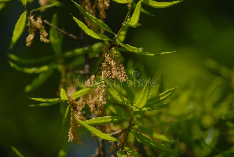 Allergie De Pollen D'arbre Dans Le Concept De Printemps Image stock ...