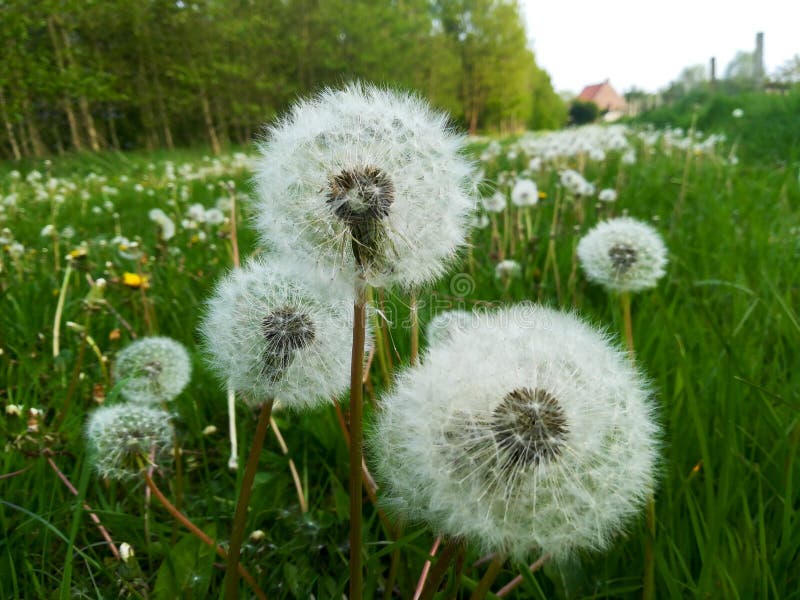 Pollen of a dandelion stock photo. Image of change, floral - 146556328