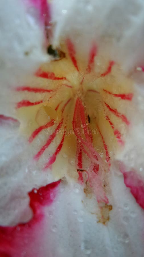 Pollen of Desert Rose stock photo. Image of pollen, desert - 51490742