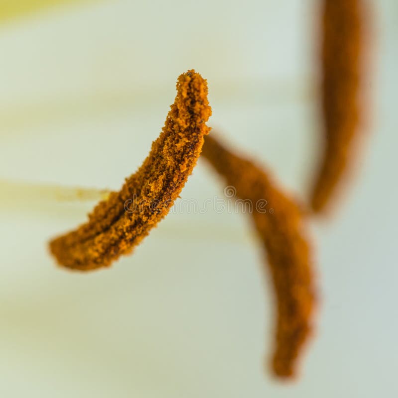 Pollen Detail stock photo. Image of pistil, flora, pollen - 37976664