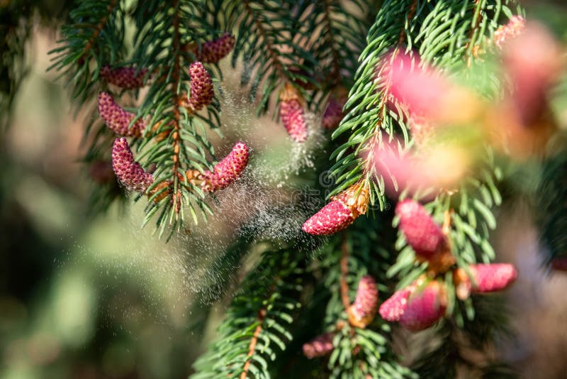 Pollen Falling from Conifer Tree Stock Image - Image of inflorescence ...