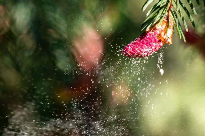 Pollen Falling from Conifer Tree. Allergic Season Stock Photo - Image ...