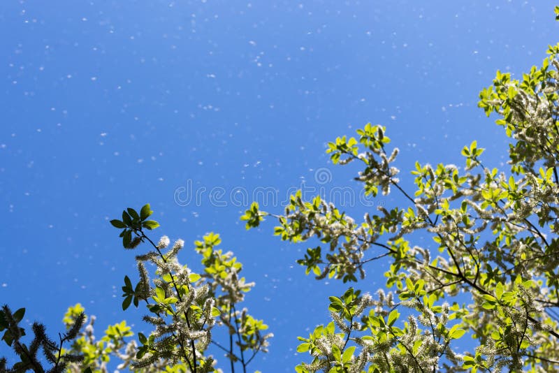 Part of a Tree and Pollen in the Air Stock Photo - Image of spring ...