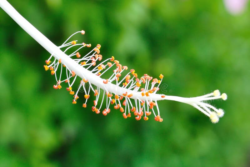 Pollen of flower stock image. Image of green, closeup - 22410191
