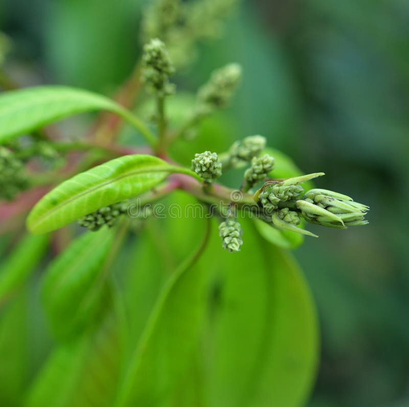 Pollen of mango tree. stock photo. Image of vegetables - 37354528