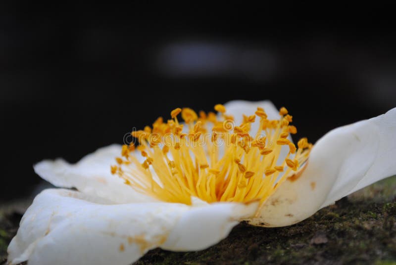 Pollen Flower stock photo. Image of yellow, petal, flowers - 42638032