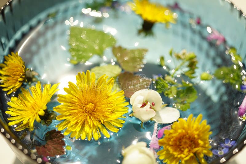 Pollen Flowers Float in the Water of a Blue Bowl Stock Image - Image of ...