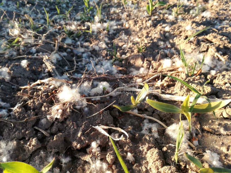 The Pollen Grain on the Young Corn. Spring Agricultural Scene. Pollen ...