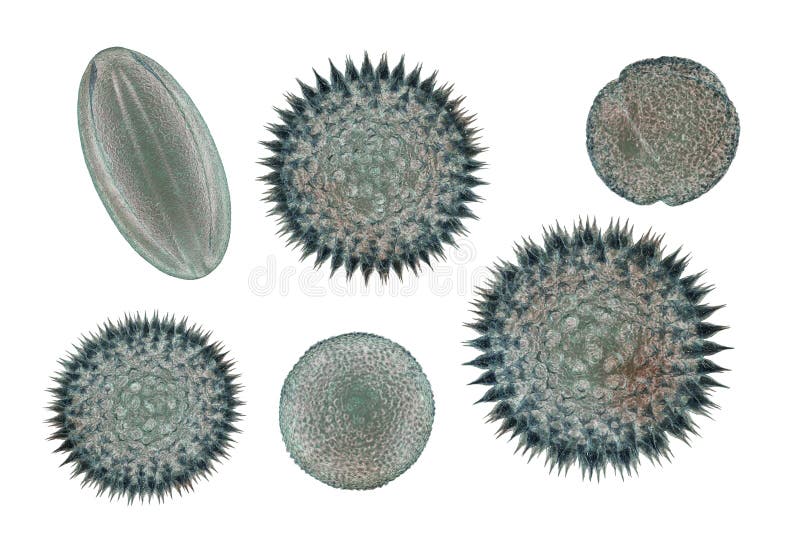 Pollen Grains, 3D Illustration Stock Illustration - Illustration of ...
