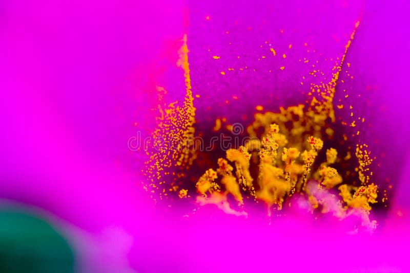 Pollen grains in a flower stock photo. Image of plant - 43362322