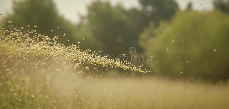 Pollen Grains and Pollen Particles, Which Can Trigger Allergies, are ...