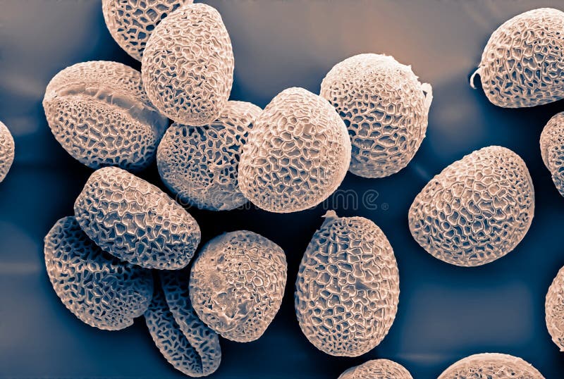 Pollen Photographed with an Electron Microscope Stock Image - Image of ...
