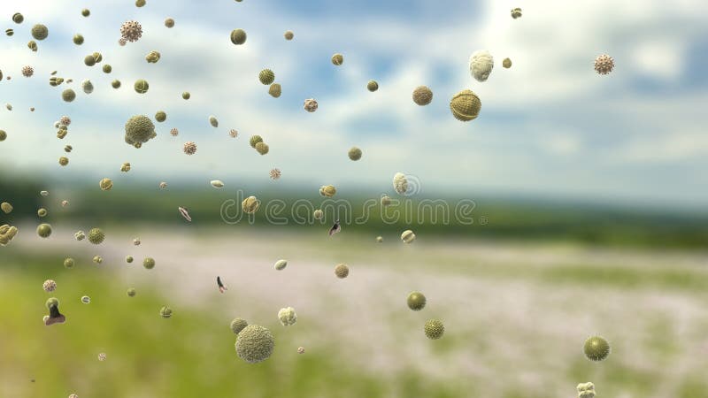 Pollen Grains, Which Can Trigger Allergies, are Transported through the ...