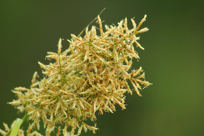 Pollination of Grass in Nature. Stock Image - Image of plant, field ...
