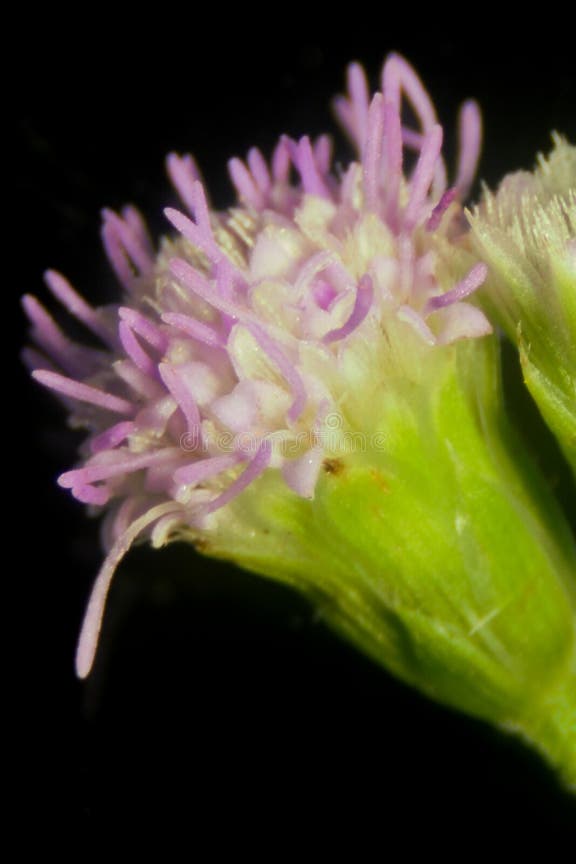 Pollen of Grass Under Stereo Microscope View. Stock Image - Image of ...