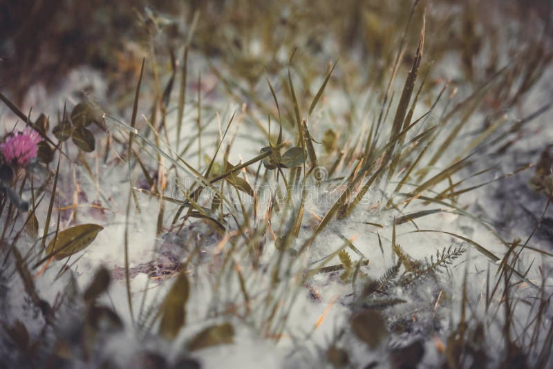 Pollen in spring stock image. Image of meadow, flower - 147327107