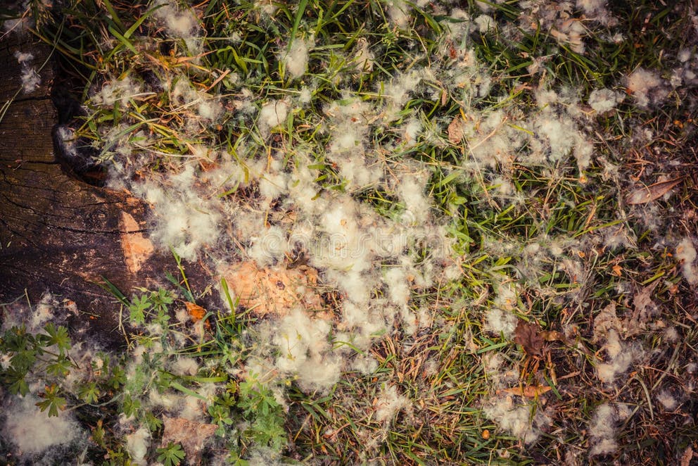 Pollen on the Ground in Spring Stock Photo - Image of seeds, grass ...
