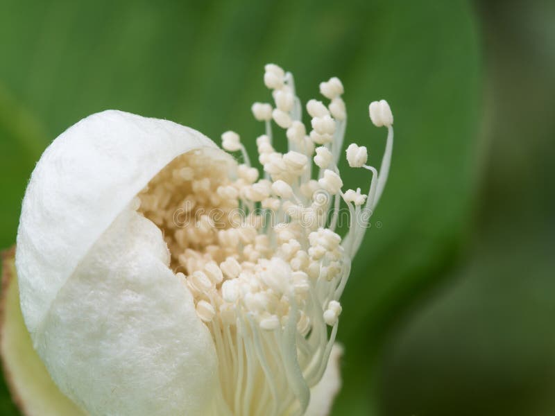 Pollen of Guava Fruit stock image. Image of group, abstract - 80961989