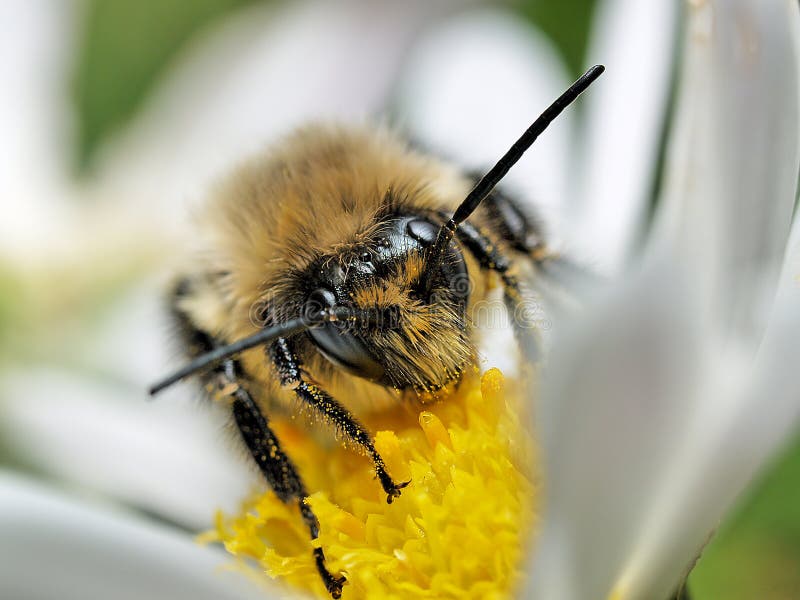 Pollen Laden Honeybee Closeup Stock Image - Image of petals, insect ...