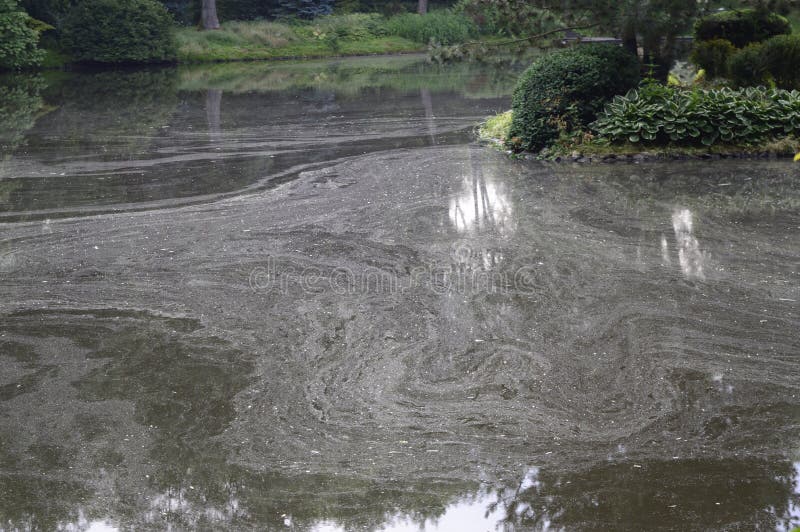 Pollen on the lake stock image. Image of covered, cover - 124286919