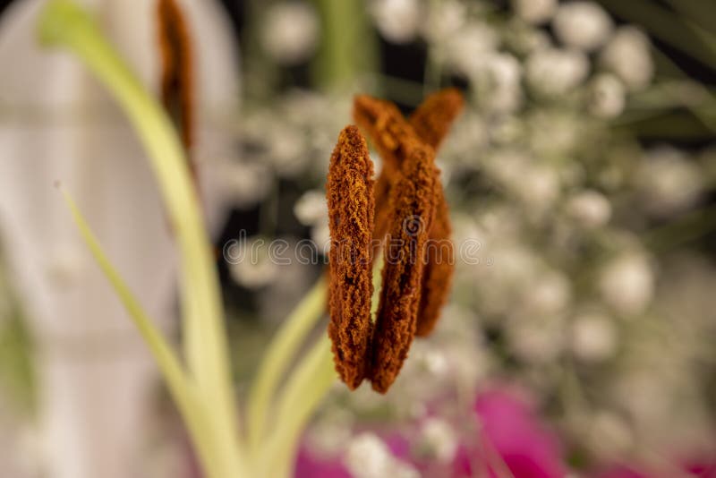 Pollen of a Lily Flower Closeup Stock Photo - Image of white, flower ...