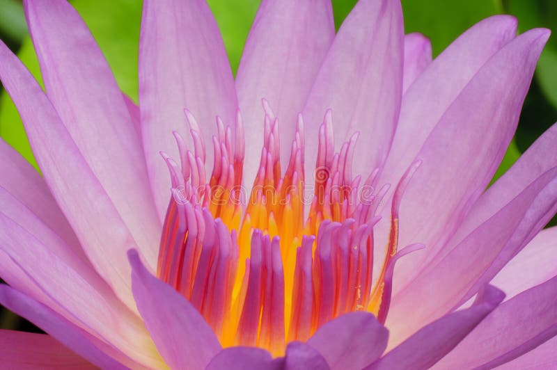 Pollen of lotus. stock image. Image of macro, nature - 35577691