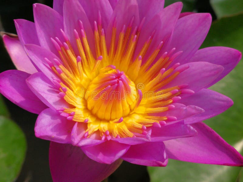 Pollen lotus close up stock photo. Image of magenta - 113611534