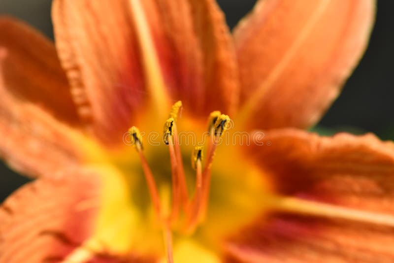 Pollen and macro flower stock photo. Image of pollen - 119875612