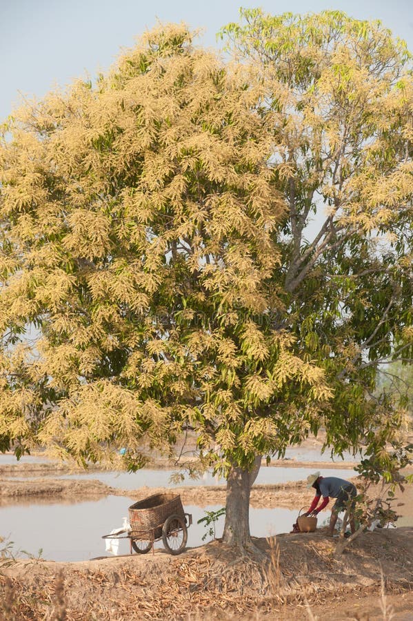 Pollen of mango tree. stock photo. Image of vegetables - 37354528
