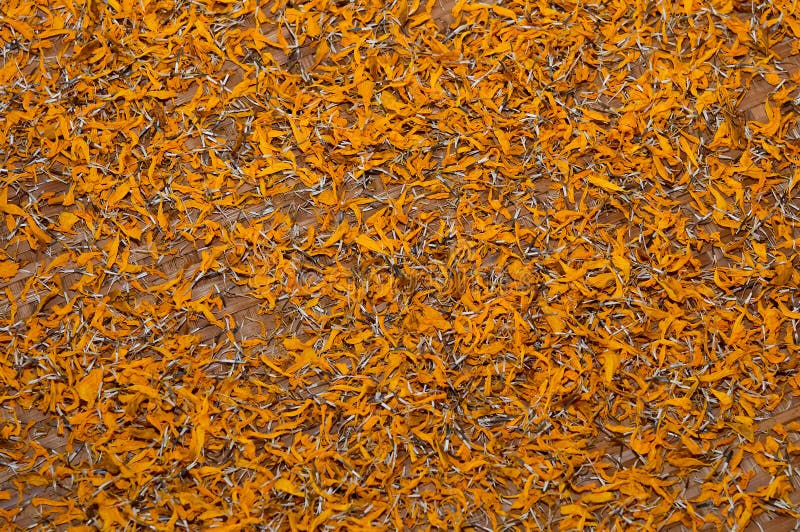 The Pollen of Marigold Flower Stock Image - Image of group, flora: 23603013