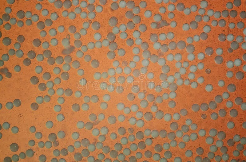 Microscopic Photo Showing Pancreatic Tissue Stock Image - Image of ...