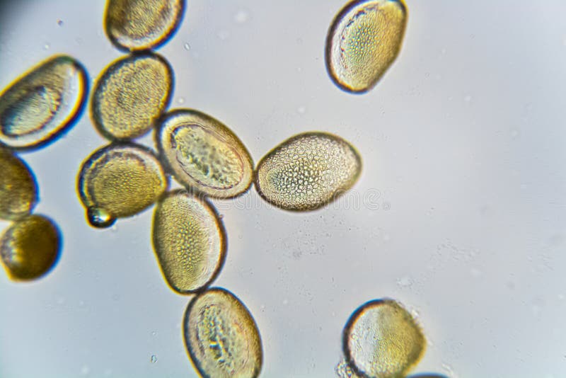 Pollen Microscopy Amaryllis Stock Image - Image of macro, tiny: 83661157