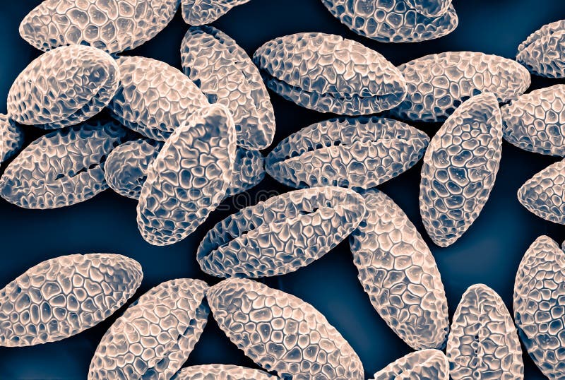 Pollen Photographed with an Electron Microscope Stock Photo - Image of ...