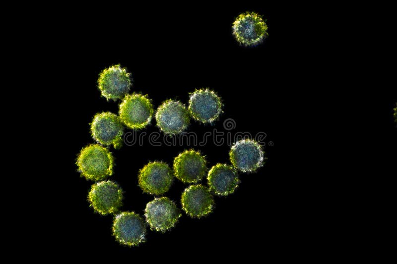 Pollen stock photo. Image of uncomfortable, allergy, microscopic - 61671568