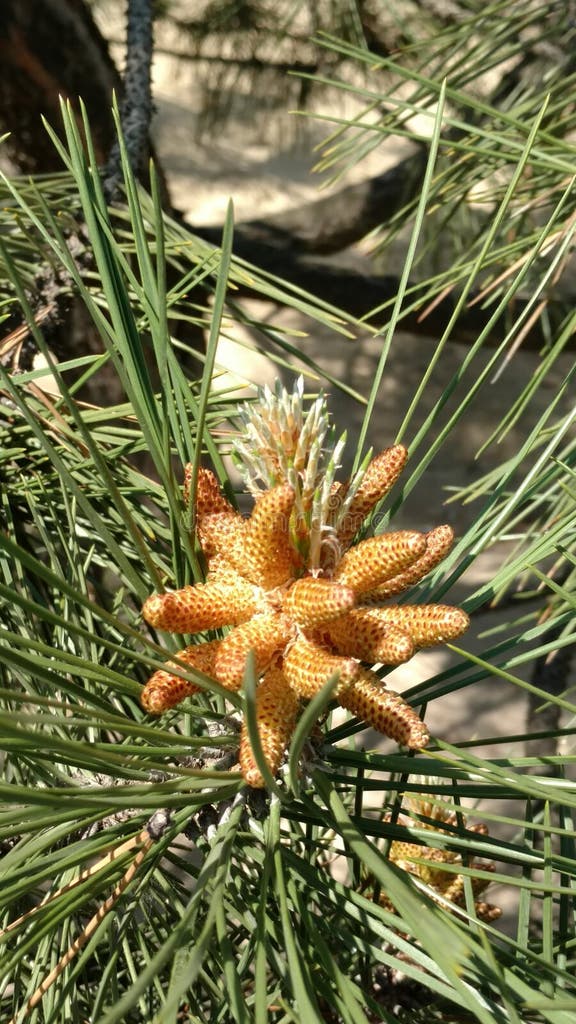 How Does a Pine Tree Bloom? Stock Image - Image of flower, frost: 202753905