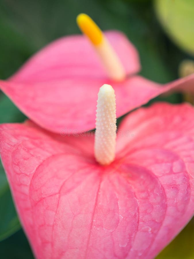 Pollen of Pink Anthurium Flower Stock Photo - Image of fresh ...