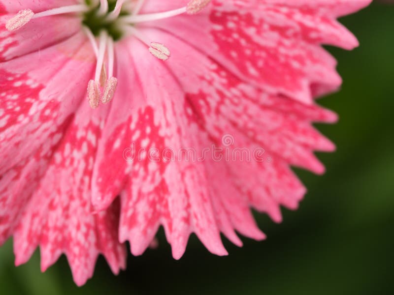 Pollen of Pink Dianthus Flower Stock Photo - Image of petal, macro ...