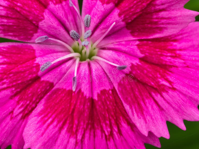 Pollen of Pink Dianthus Flower Stock Image - Image of natural, beauty ...