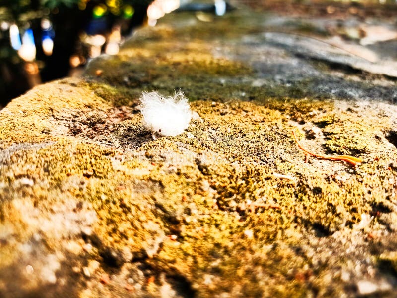 A pollen of plant stock image. Image of green, nature - 200054881