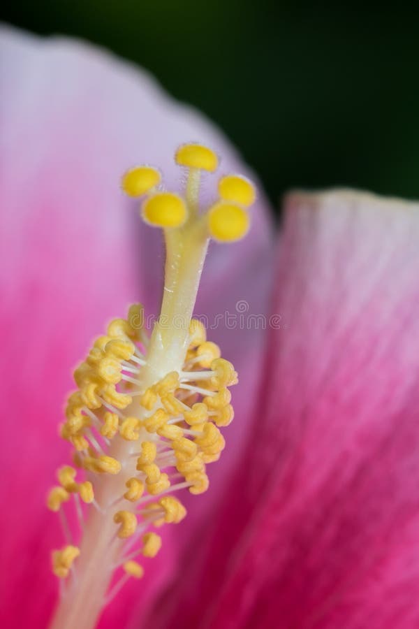 Pollen stock photo. Image of hibiscus, beauty, blossom - 93680536