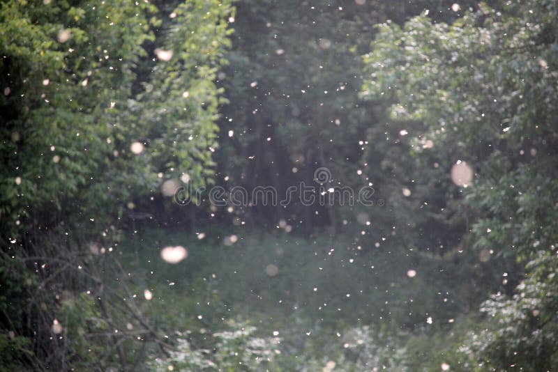Pollen stock image. Image of season, woodland, white - 92722797