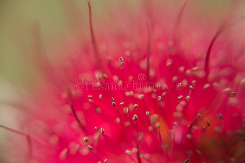 Pollen stock photo. Image of backdrop, country, blossom - 40334994