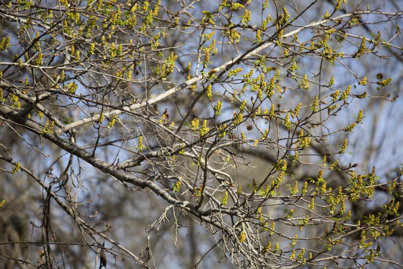 Pollen in the Spring stock image. Image of environment - 213918111