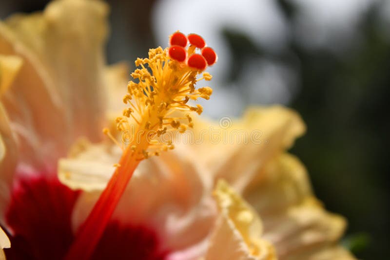 Pollen Stem stock image. Image of bright, small, pollens - 15624643