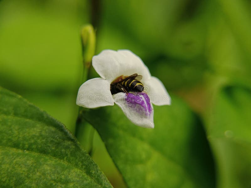 Pollen-sucking bees stock image. Image of wildflower - 273989481