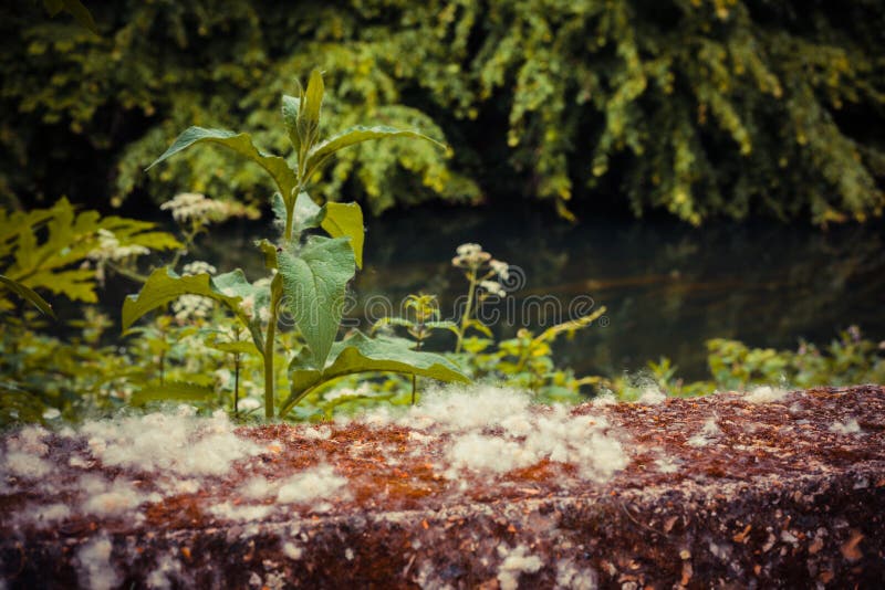 Pollen on a Sunny Day Near River Stock Photo - Image of scene, flowers ...