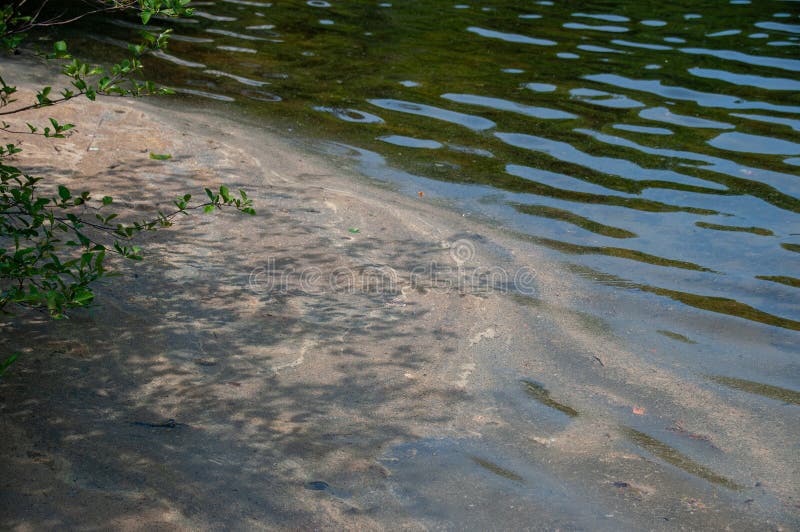 Pollen on the Surface of the Water in the Spring Stock Image - Image of ...