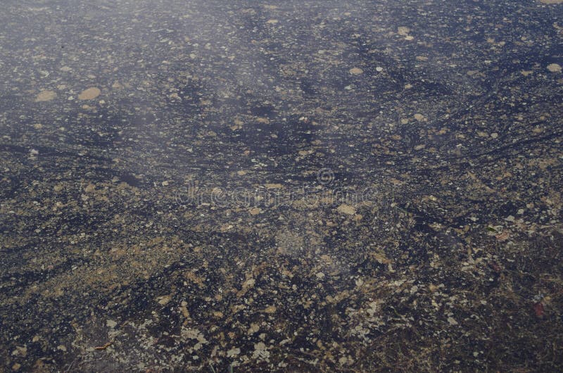 Pollen swimming in a lake stock photo. Image of pattern - 117302928