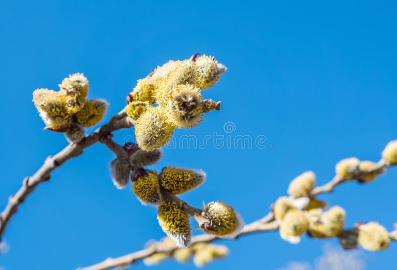 Pollen Time Pollen Allergy in the Spring Stock Image - Image of ...
