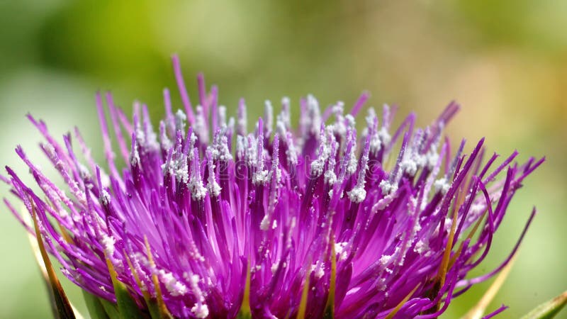 Pollen on the Tips of a Scotch Thistle Flower Stock Image - Image of ...